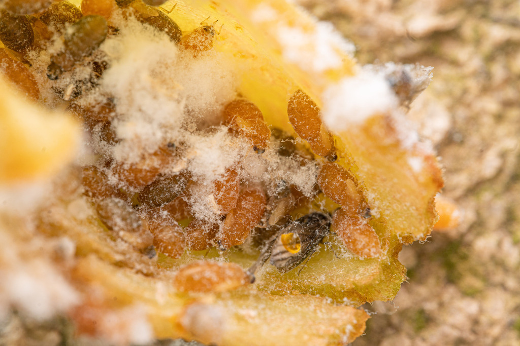 Winged and Once-winged Insects from 中国浙江省杭州市余杭区 on May 20, 2023 at 01: ...