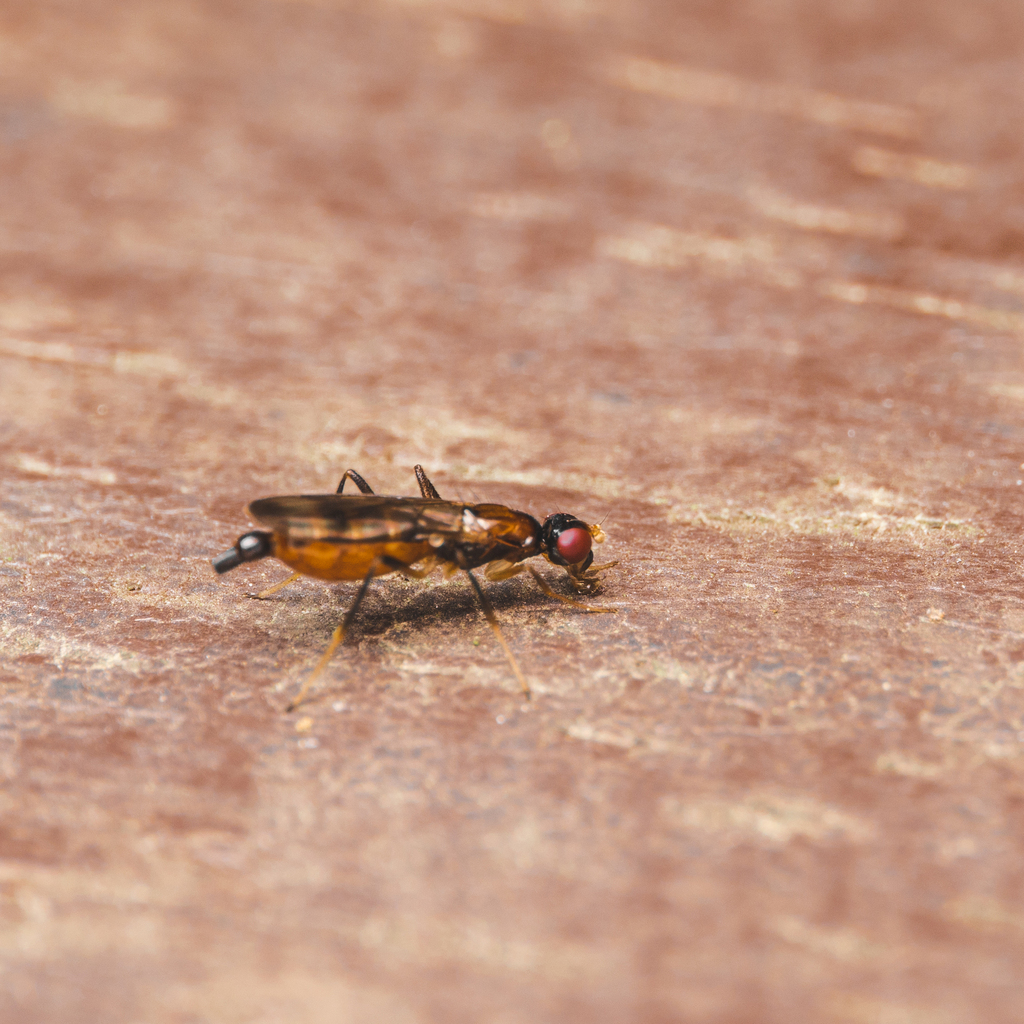 Strongylophthalmyiidae from 中国浙江省杭州市余杭区 on May 20, 2023 at 02:03 PM by ...