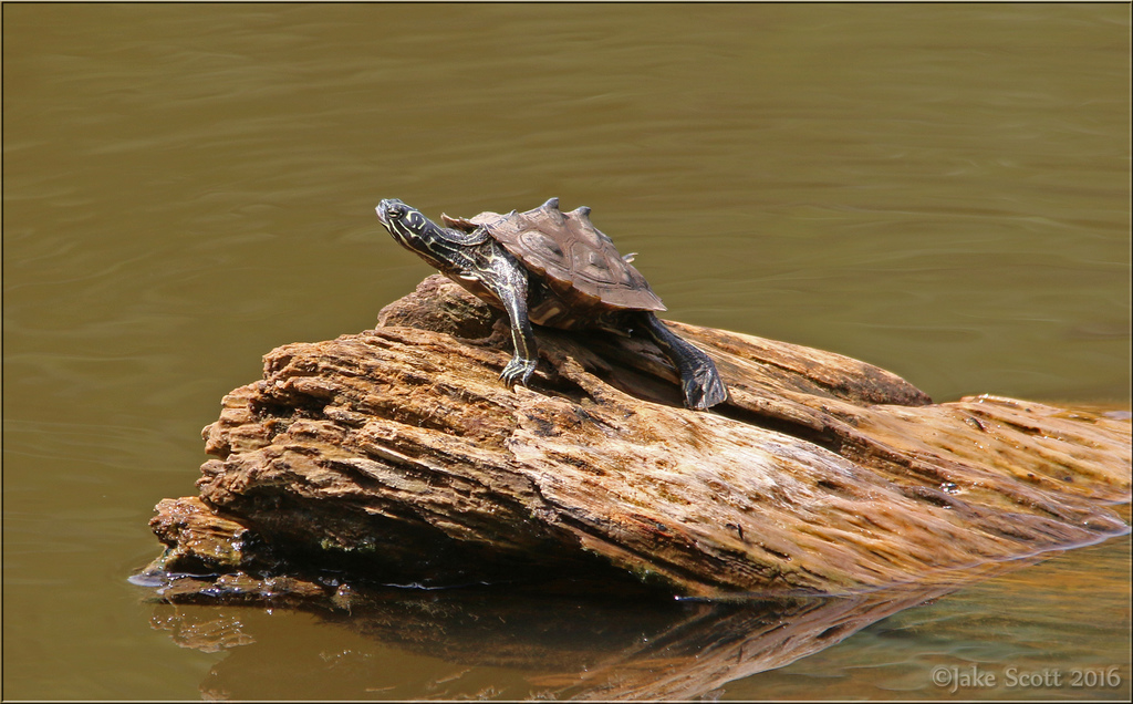 Delta Map Turtle (Graptemys nigrinoda delticola) - Marine Life ...