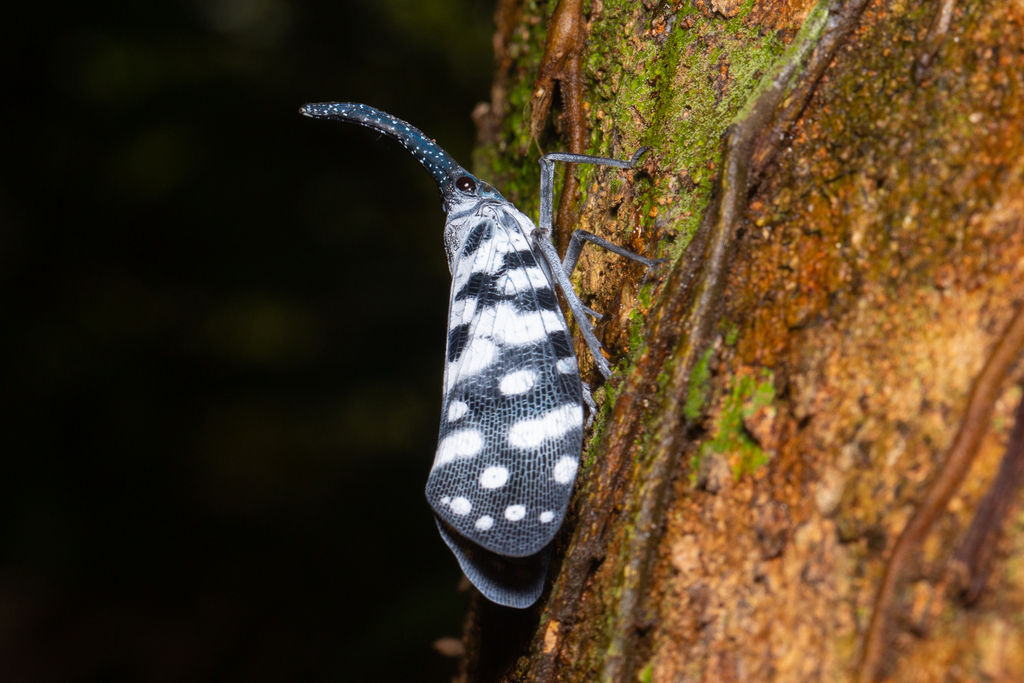 Pyrops maculatus from Ratnapura, Sri Lanka on 17 January, 2019 at 03:53 ...