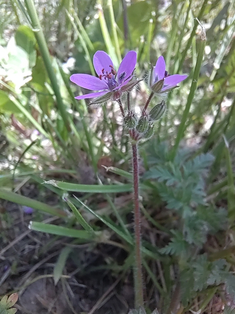 Redstem Stork's-bill from Брилевичи, Минск, Беларусь on May 21, 2023 at 12:18 PM by Roman ...