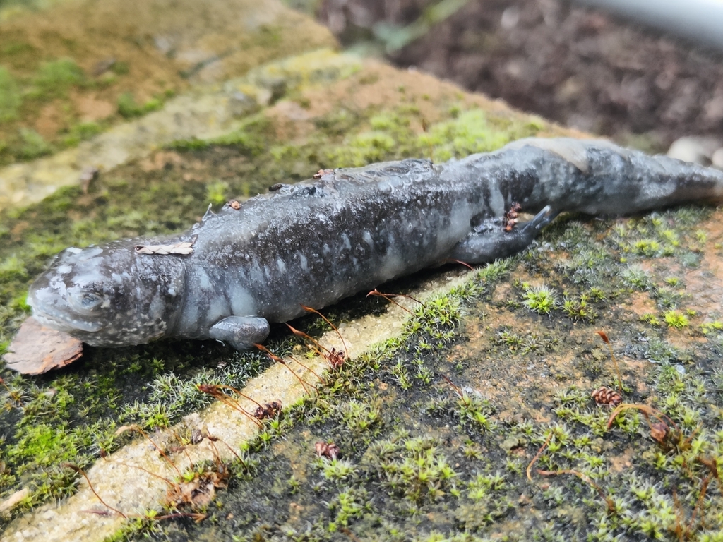 Italian Crested Newt in May 2023 by Federico Latini. Found dead on the ...