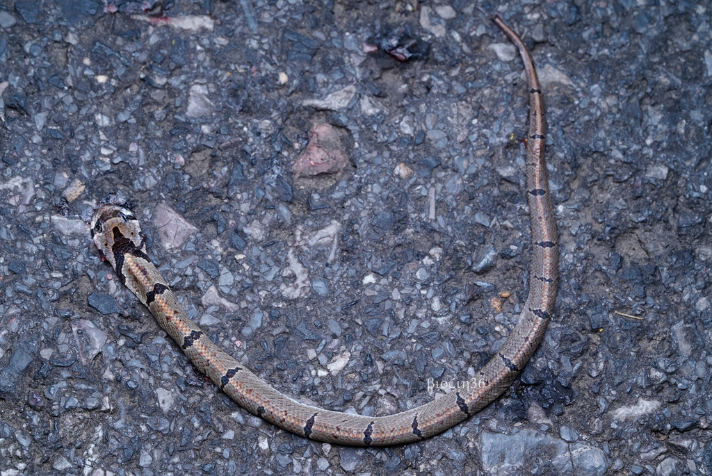 Chinese Kukri Snake from 中国江苏省镇江市句容市 on May 21, 2023 at 12:39 PM by ...