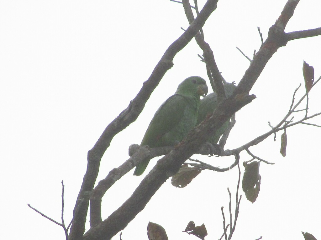 Kawall's Parrot in November 2022 by Ángel Dolón · iNaturalist