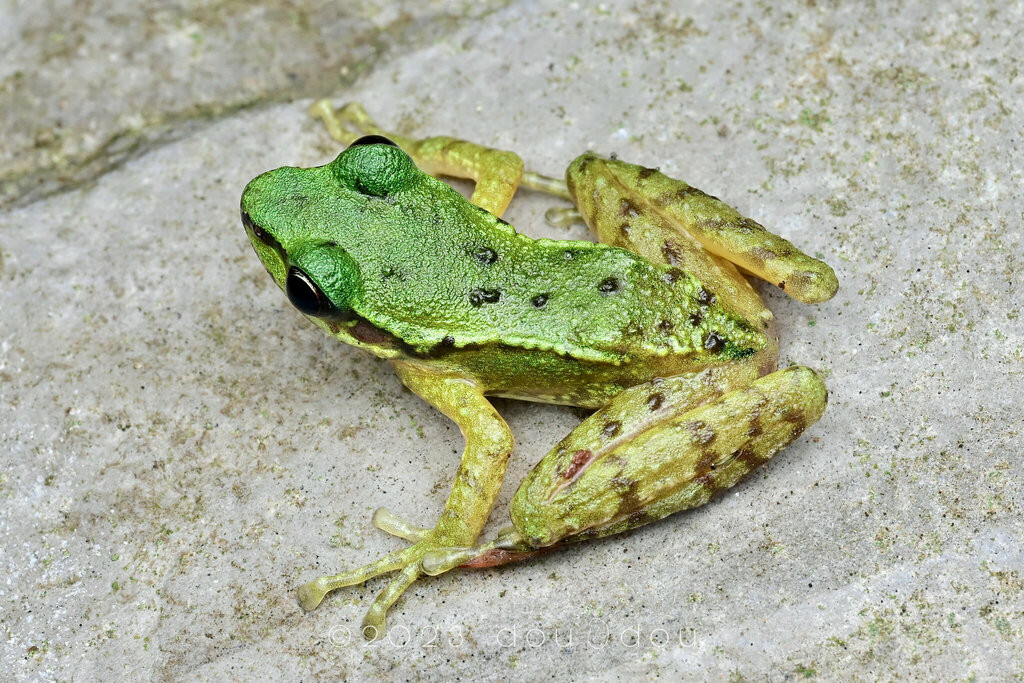 Amolops granulosus from 中国湖北省神农架林区 on May 1, 2023 at 10:35 PM by 豆豆 ...