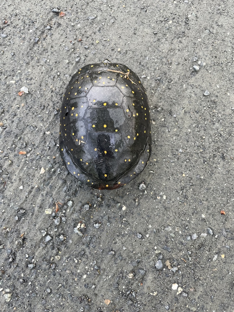 Spotted Turtle in May 2023 by seanmilnes · iNaturalist