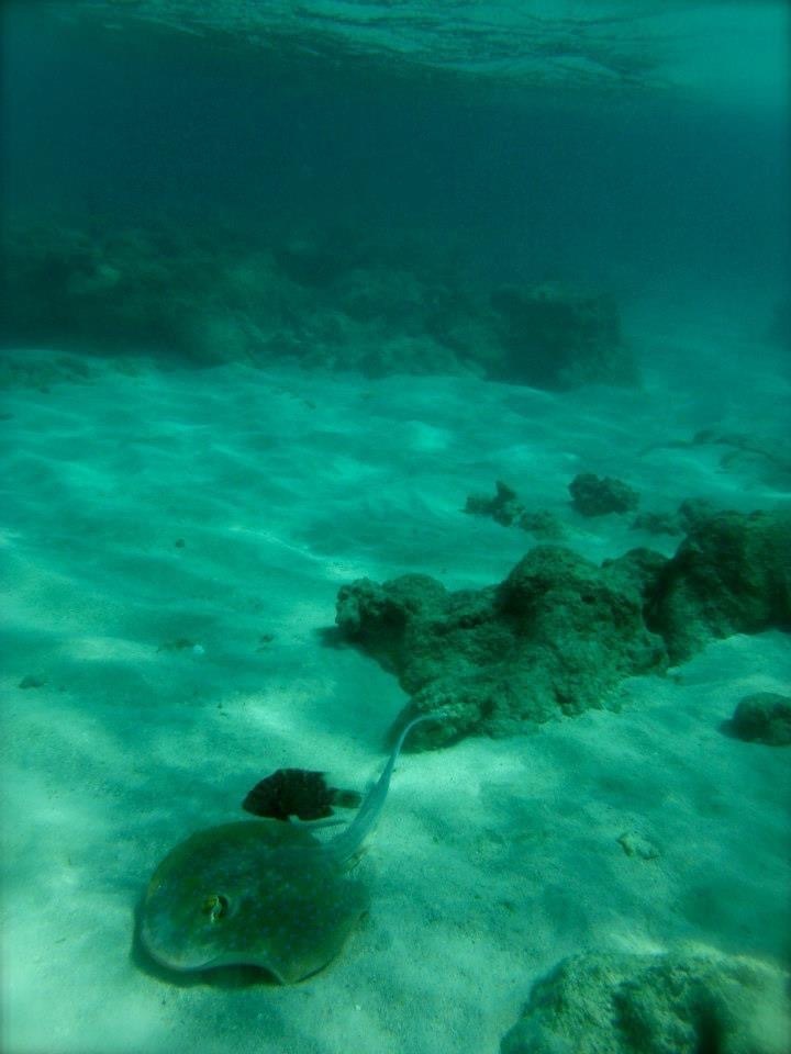 Bluespotted Fantail Ray from Douglas, QLD, Australia on July 05, 2013 ...