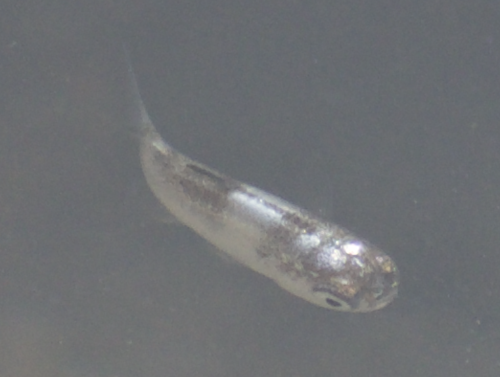 Squaretail Mullet from Bandra West, Mumbai, Maharashtra, India on May ...