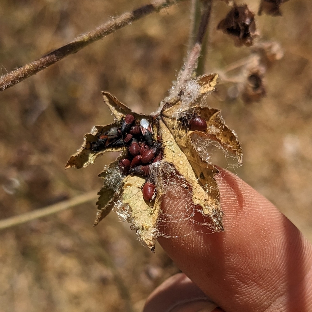 Lime seed bug from Venecia, 50007 Zaragoza, España on May 21, 2023 at ...