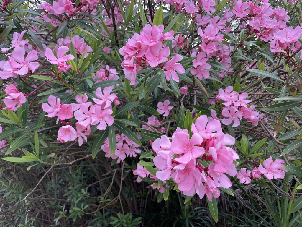 oleander from Main Island, Bermuda, BM on May 21, 2023 at 10:04 AM by ...