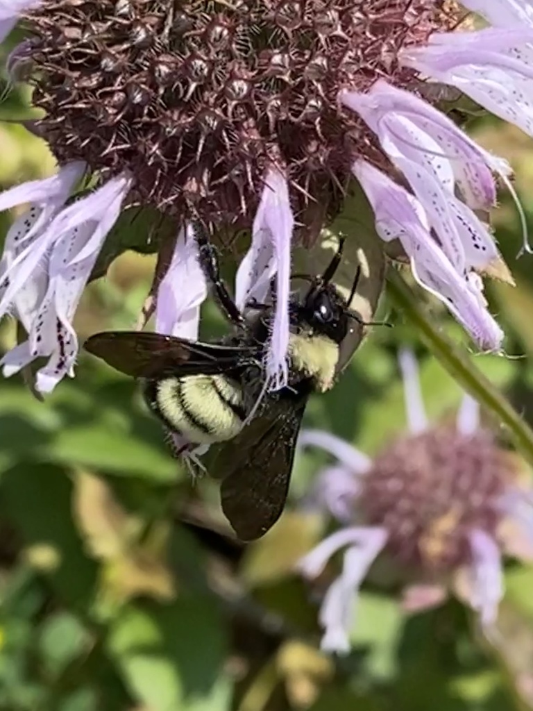 American Bumble Bee from Marie’s Wedge, St. Louis, MO, US on May 20 ...