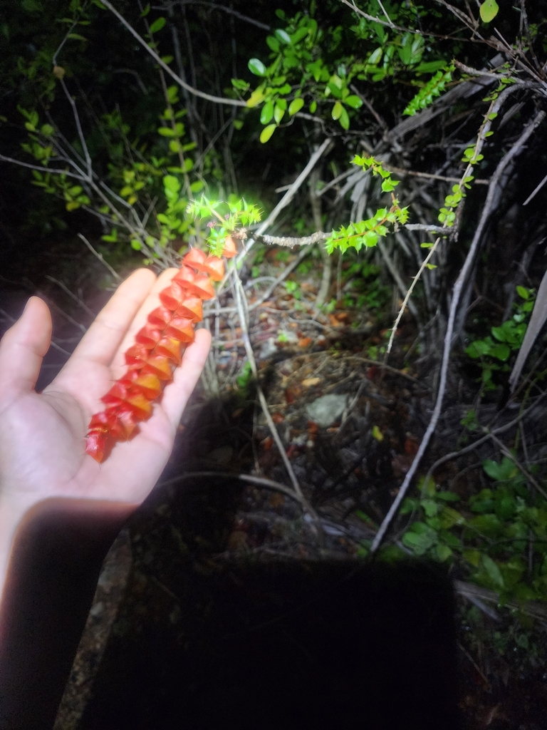 Poison Ash from Puerto Real, Vieques 00765, Puerto Rico on May 20, 2023 ...