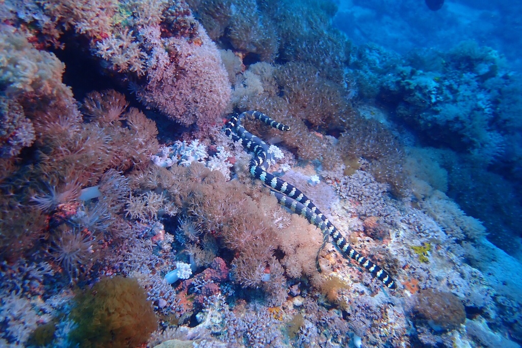 Ijima's Sea Snake from フィリピン海, , , on November 16, 2018 at 04:13 PM by ...