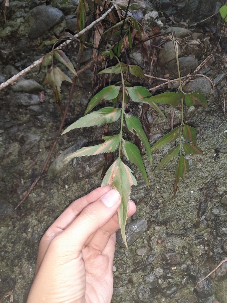 Asplenium falcatum from Kaohsiung, Kaohsiung, Taiwan on May 20, 2023 at ...
