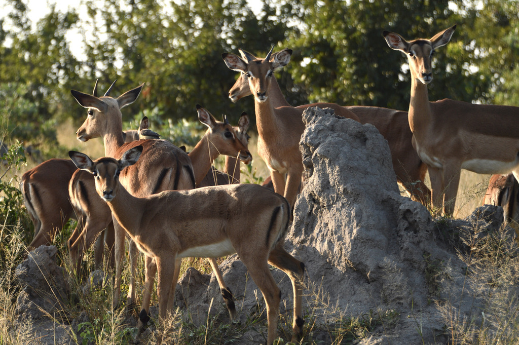 Common Impala from Shindzela Tented Camp Timbavati Private Nature ...