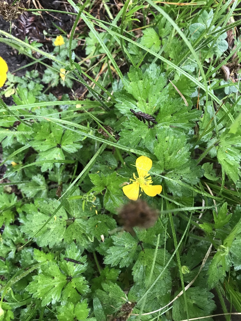 Creeping buttercup from Sequoia Park Zoo, Eureka, CA, US on May 21 ...