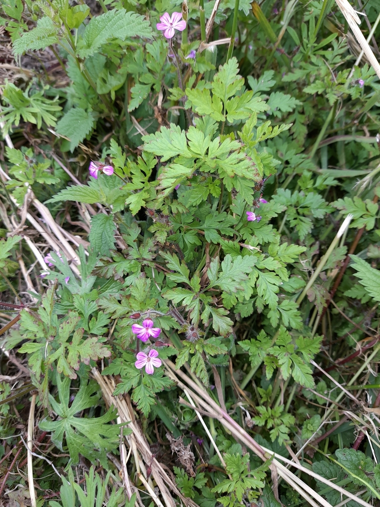 Herb Robert from The Bell Inn, Ash, Martock TA12 6NS, UK on 21 May ...