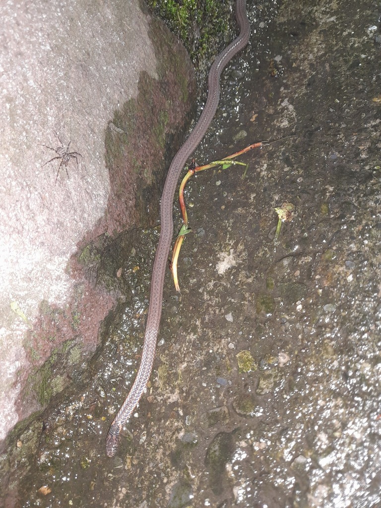 Collared Reed Snake from 台灣高雄市 on May 20, 2023 at 10:59 PM by ihenglan ...