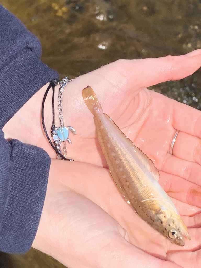 Spotted Hake from Entrance Channel, Newport, RI, US on May 18, 2023 at ...