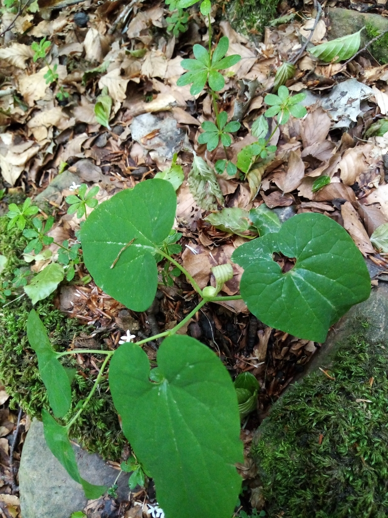 Aristolochia sicula from Posizione: 37,941462, 14,630741 on May 20 ...