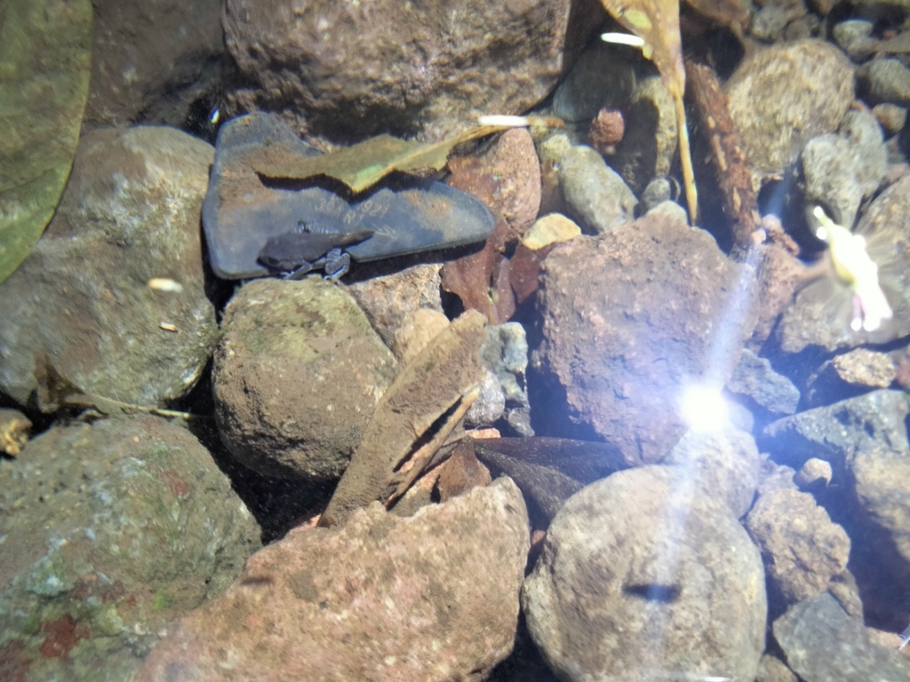Java Spadefoot Toad in May 2023 by Muhammad Azib Abidin · iNaturalist