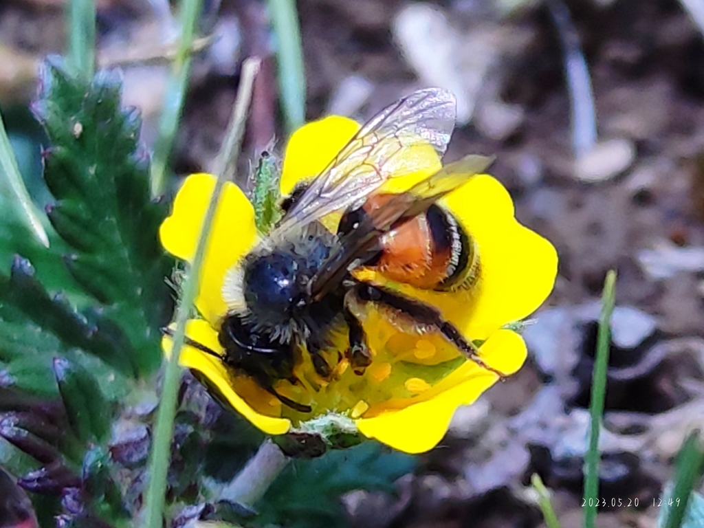 Mining Bees in May 2023 by 九天 · iNaturalist