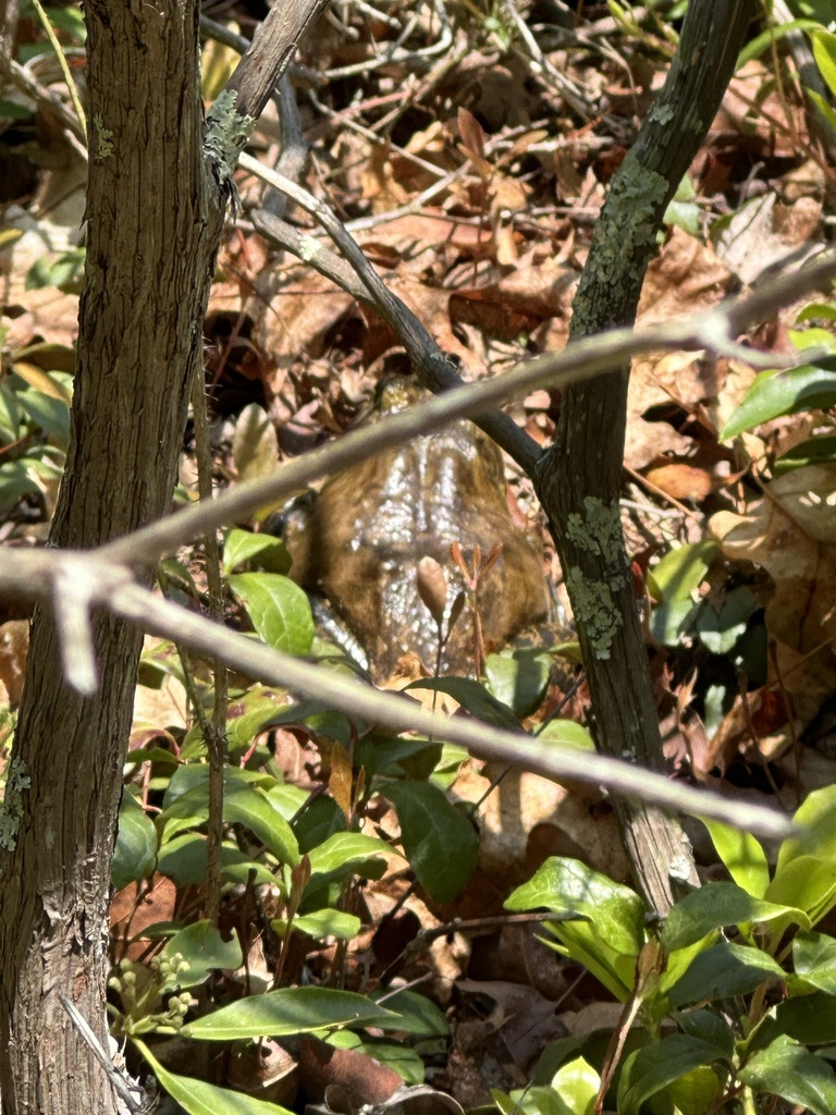 American Bullfrog from Babcock State Park, Fayetteville, WV, US on May ...