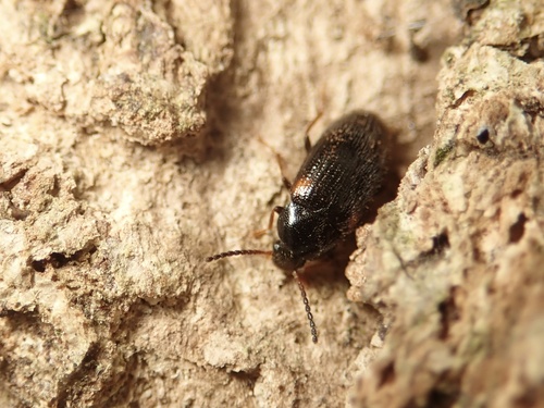 Mycetochara mimica · iNaturalist