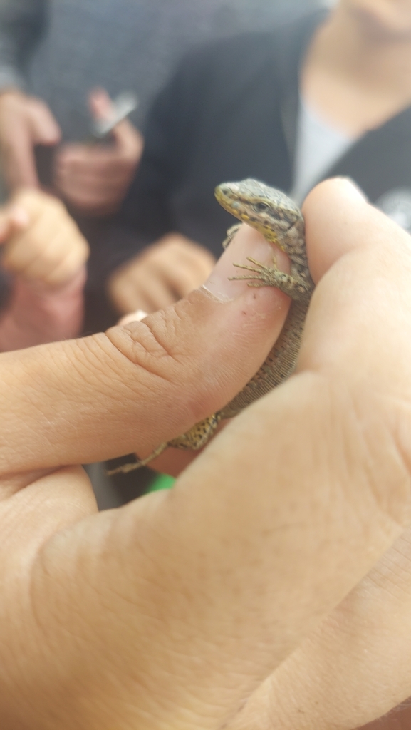 Green Iberian Wall Lizard from 2780 Oeiras, Portugal on May 21, 2023 at ...