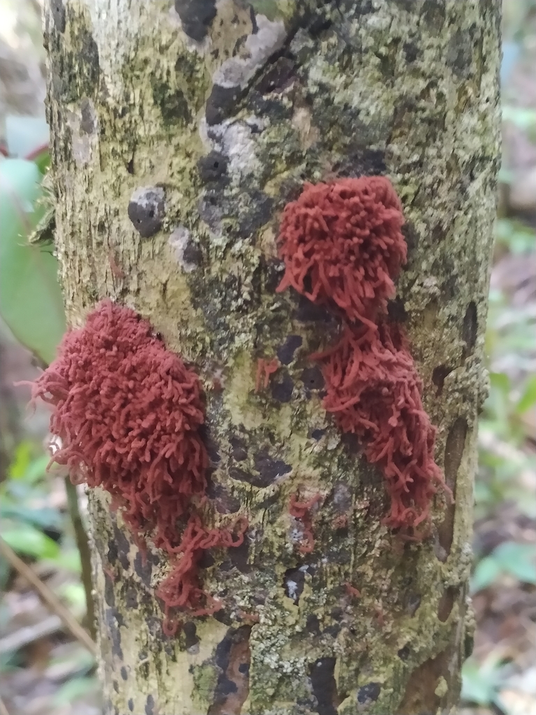 Arcyria from Reserva Biológica Augusto Ruschi on January 4, 2023 at 03: ...