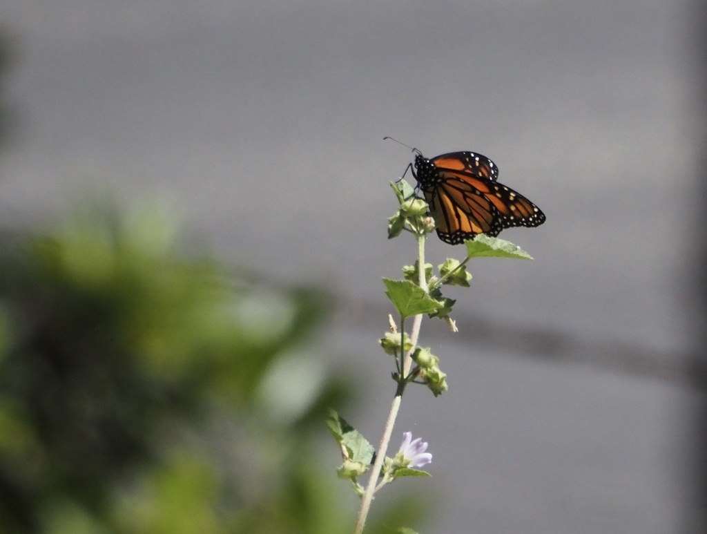Monarch in May 2023 by Sondra K Glider. Saw 6 monarchs. Breezy day ...