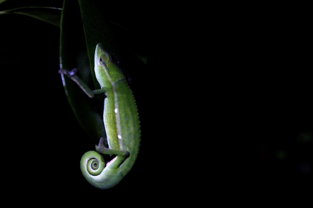 Perinet Chameleon from 5F85+2F5, Falierana, Madagascar on July 15, 2015 ...