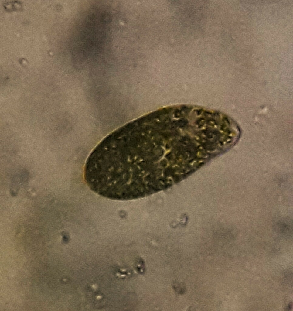 Cryptomonas from 4VQ8+VP, 43734 El Tejocotal, Hgo., Mexico on May 20 ...