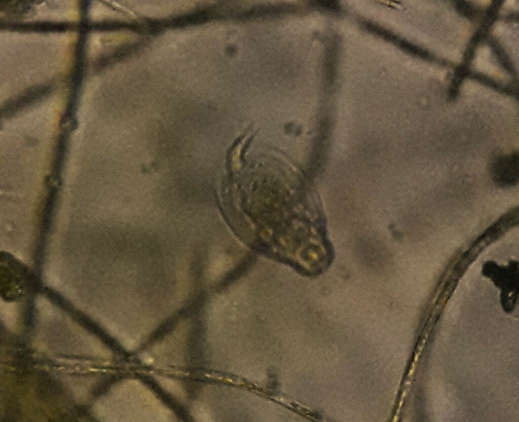 Lepadella from 4VQ8+VP, 43734 El Tejocotal, Hgo., Mexico on May 20 ...