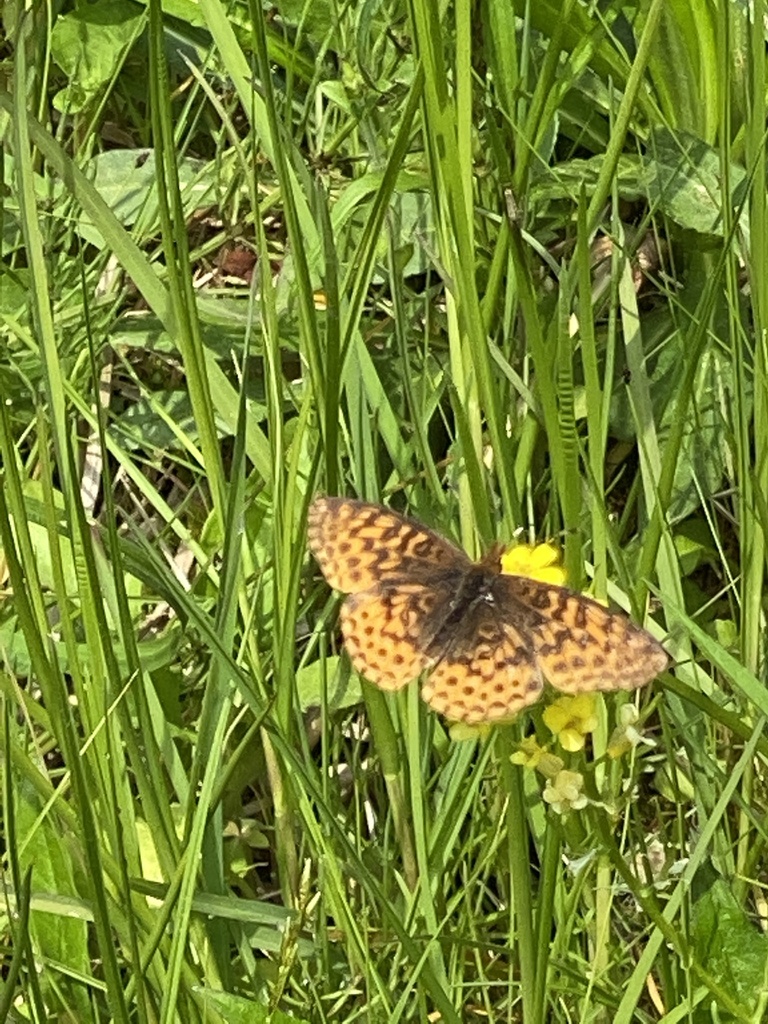 Meadow Fritillary from Kingsley, PA, US on May 21, 2023 at 01:51 PM by ...