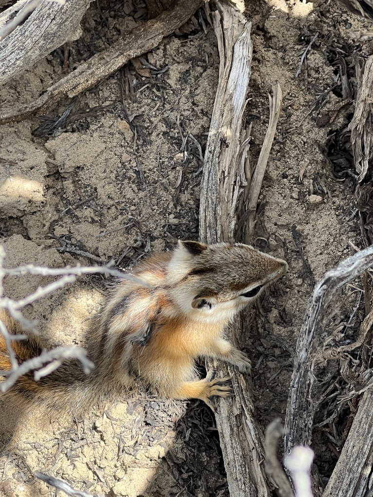 Western Chipmunks in May 2023 by Fisheye Grey · iNaturalist