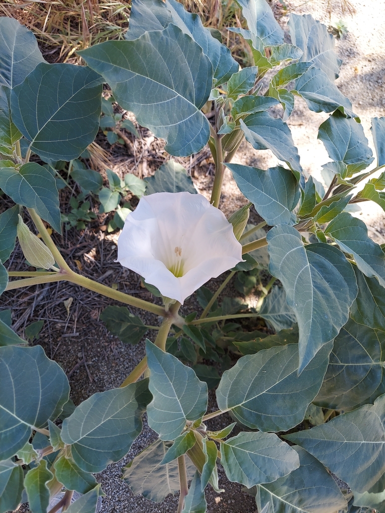 Sacred Datura from Rancho Cordova, CA 95670, USA on May 21, 2023 at 11: ...