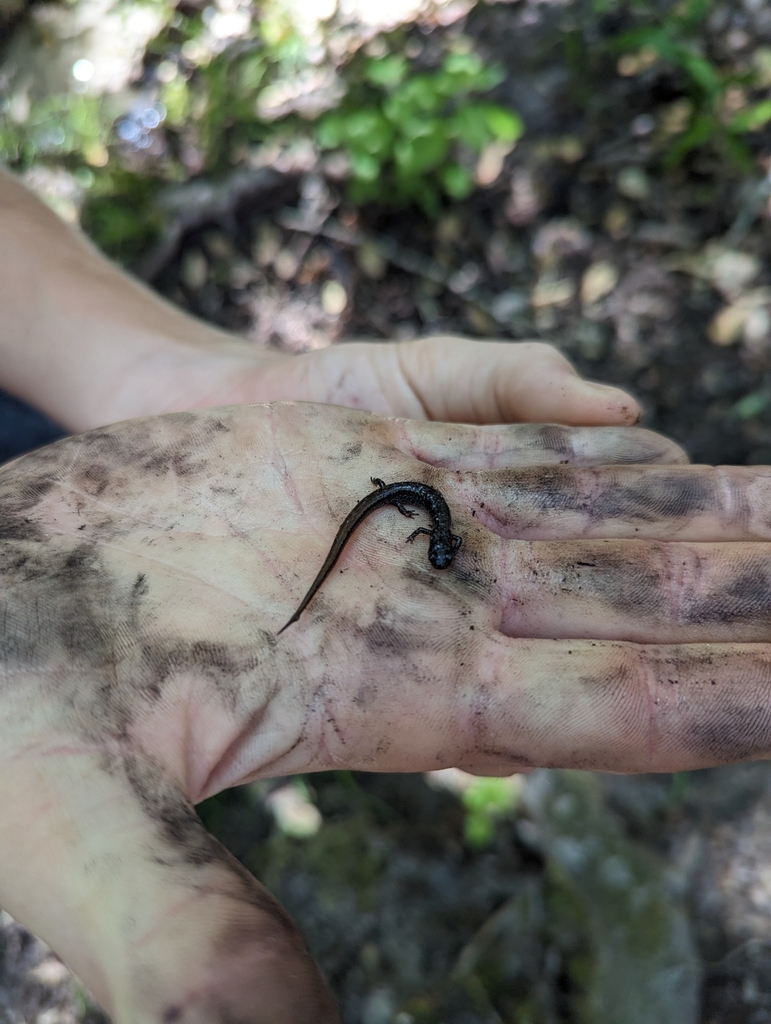 Lungless Salamanders from TENN COLONY, TX 75861, USA on April 30, 2023 ...