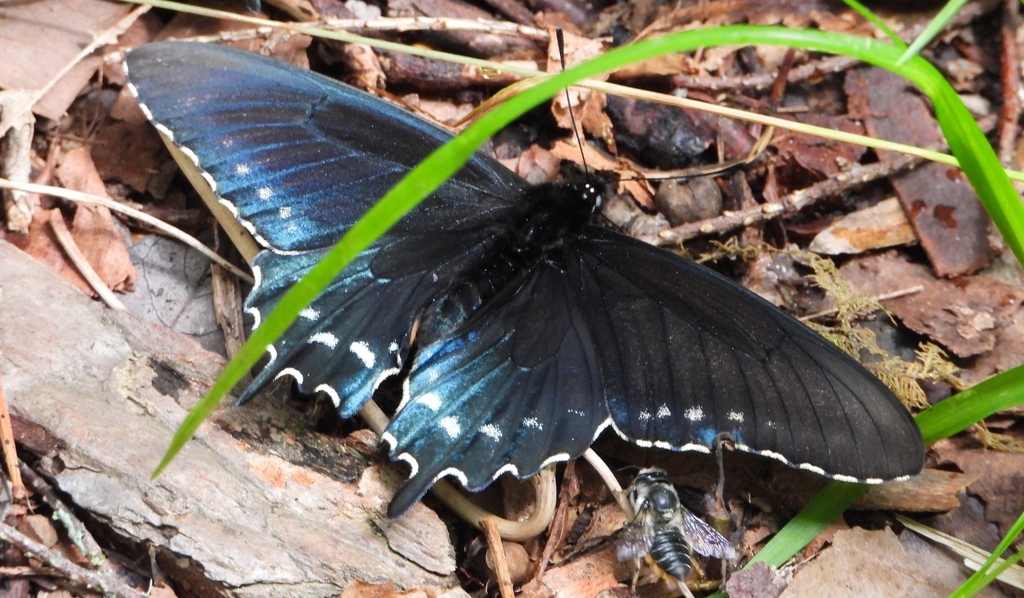 Pipevine Swallowtail from Sevier County, TN, USA on May 18, 2023 at 11: ...