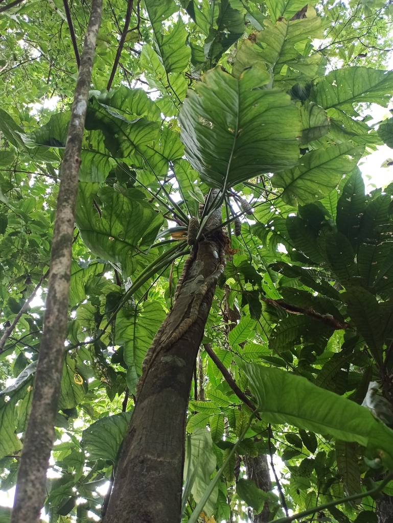 Monstera membranacea in April 2023 by Bike Hike Botany · iNaturalist