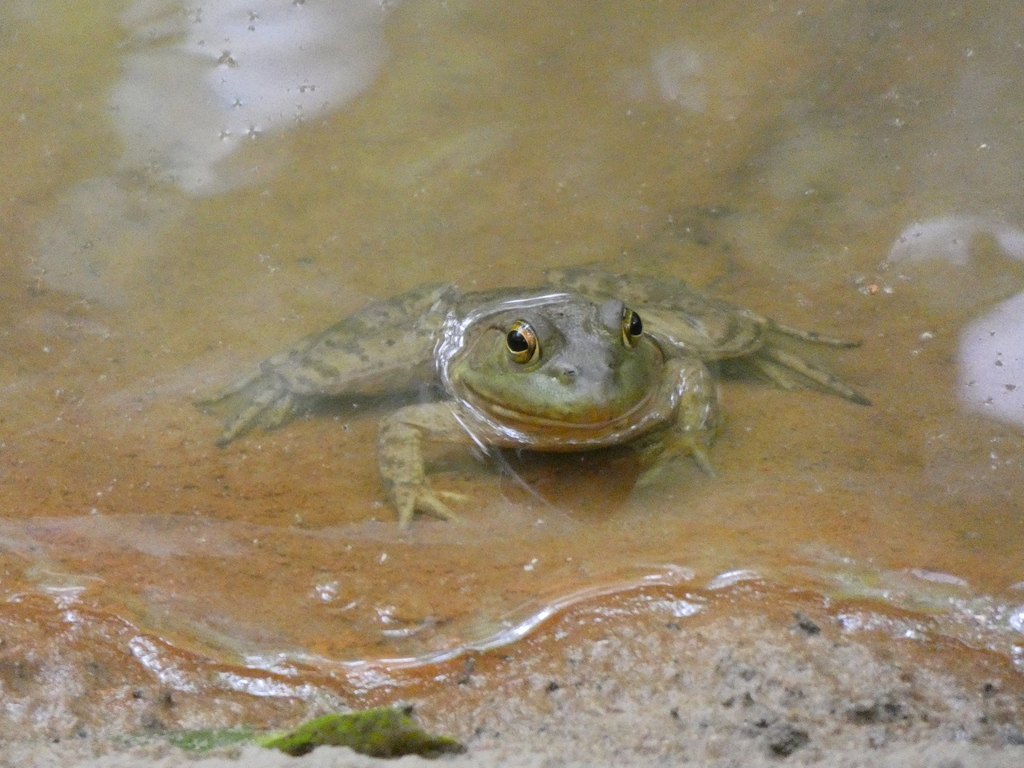 American Bullfrog from Columbia County, AR, USA on May 21, 2023 at 02: ...
