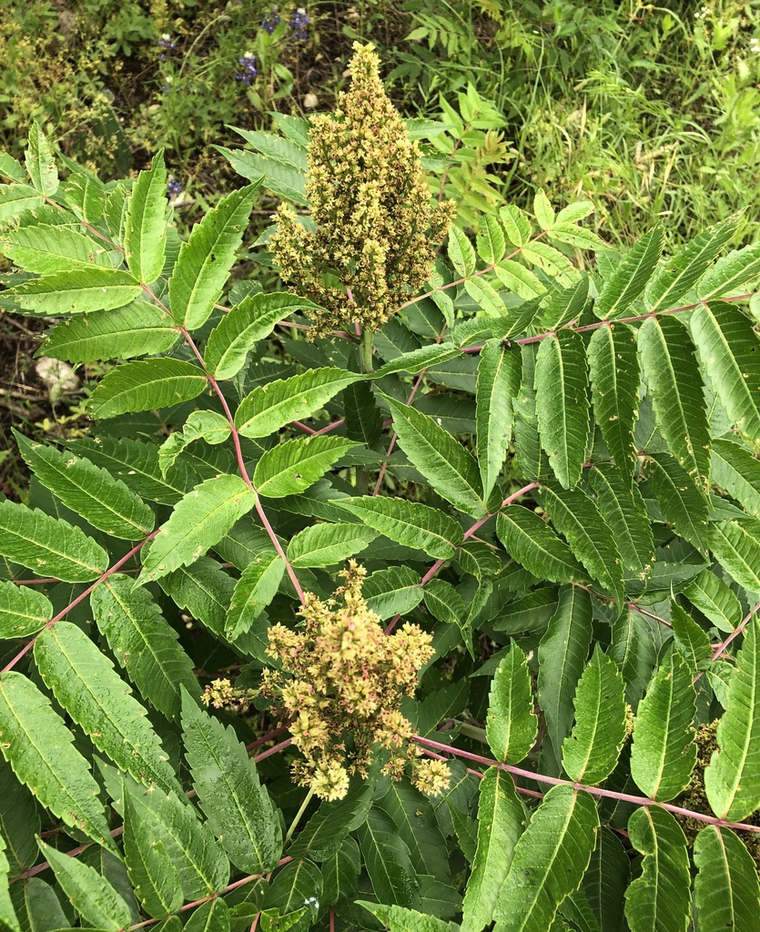 smooth sumac from Rio Vista, TX, US on May 21, 2023 at 09:44 AM by ...