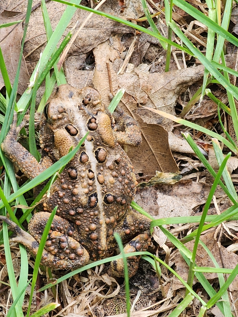 American Toad from Toronto, ON M4X 1V2, Canada on May 21, 2023 at 05:03 ...