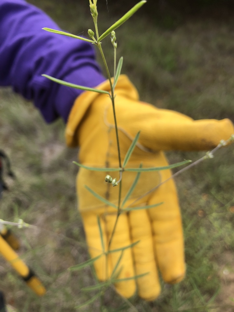 Narrowleaf Indian breadroot from Rio Vista, TX, US on May 21, 2023 at ...