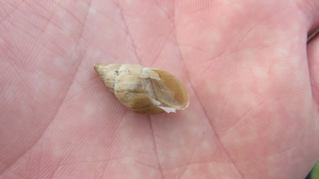 Ghost Bulimulus from Crawfordville, FL 32327, USA on May 20, 2023 at 05 ...