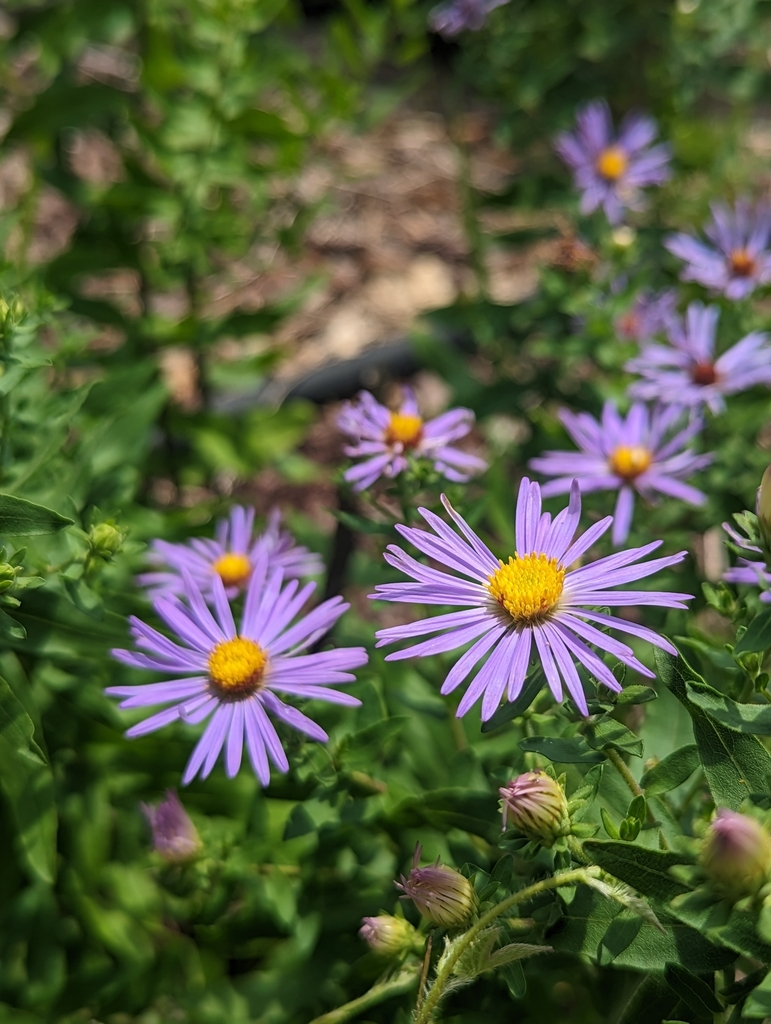 New England aster from Eight Mile, AL 36613, USA on May 21, 2023 at 11: ...