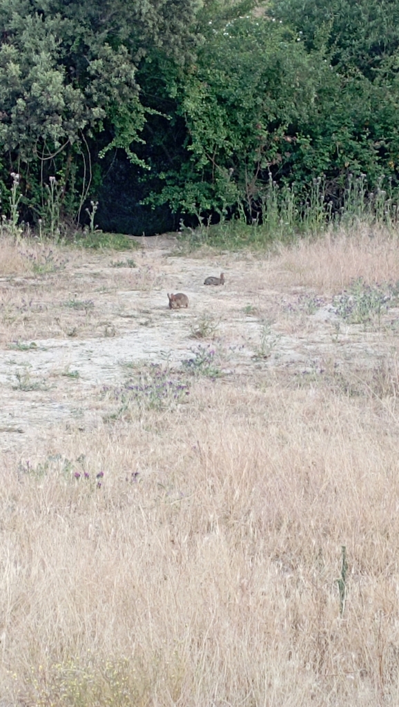 Wild European rabbit in May 2023 by Lara Medina · iNaturalist