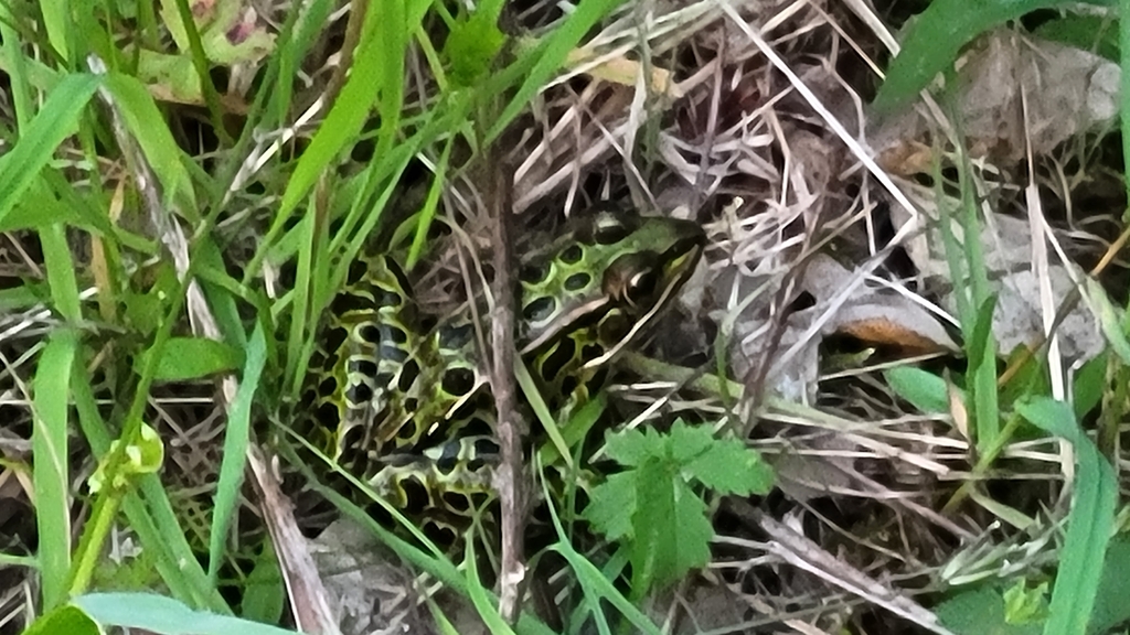 Northern Leopard Frog from West Bridgewater, MA 02379, USA on May 21 ...
