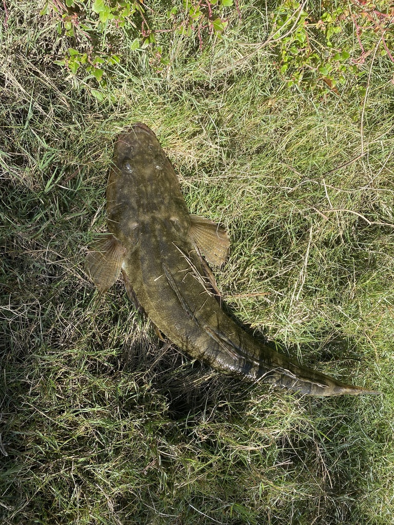 Dusky Flathead from Coombabah Creek, Arundel, QLD, AU on May 22, 2023 ...