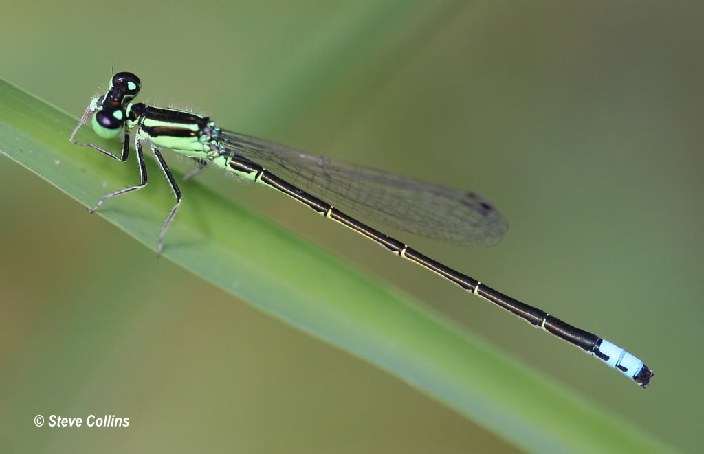 Eastern Forktail from Texas, United States on August 22, 2010 at 02:58 ...